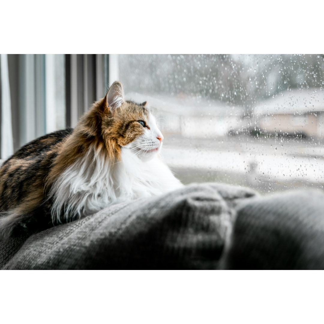 Is Your Pet Protected from Parasites All Year Long? | Graylyn Crest ...