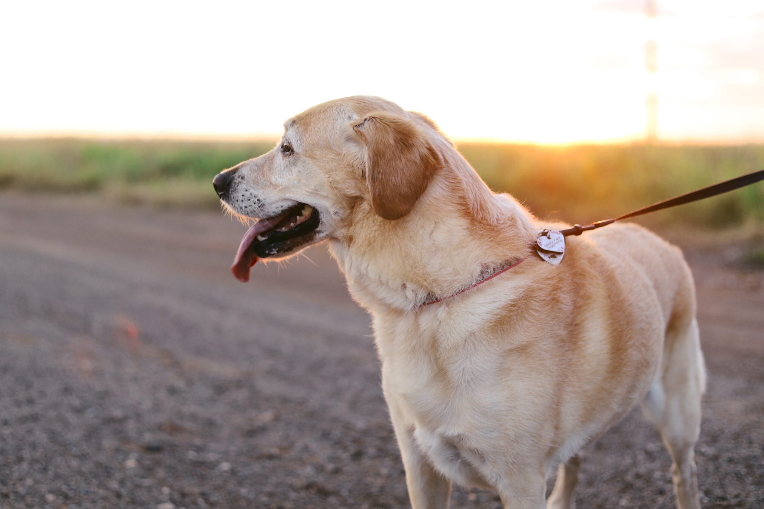 A Guide to Dog Walking Safety | Graylyn Crest Animal Hospital
